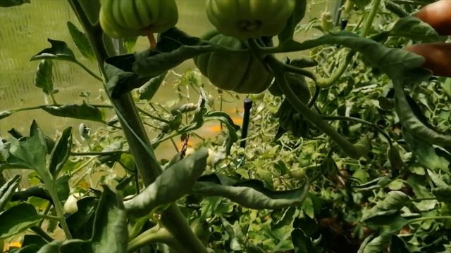 Томатомания. Израстание цветочной кисти у томатов