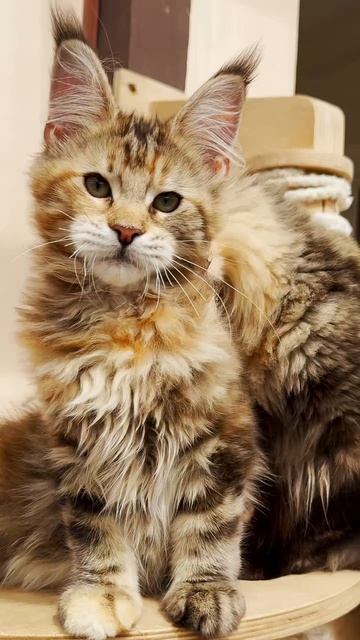 Котенок мейн-кун Pegretta Unicum*RU