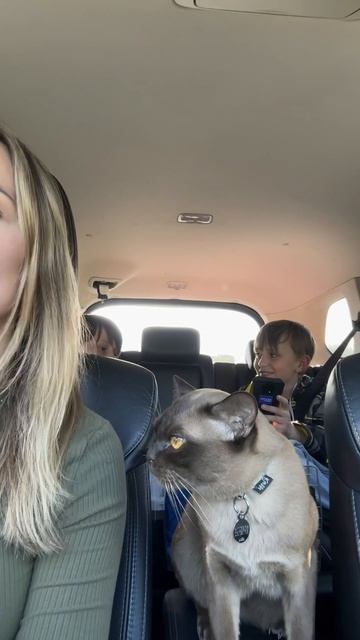 Кус. Начинающий водитель