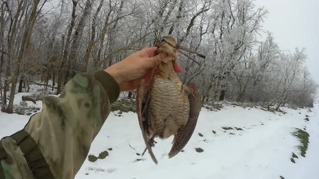 Воспоминания об охоте с Эльзой. Вальдшнеп 2024 (часть 2)