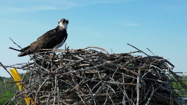 Жаркий денёк в гнезде Скопы 2