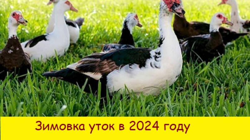 Зимовка  индоуток  2024 году