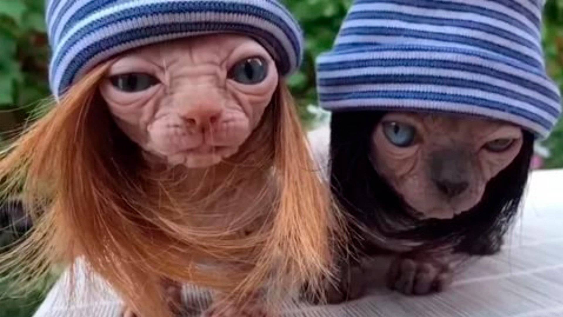 ПРИКОЛЫ С ЖИВОТНЫМИ ДО СЛЕЗ #99 Смешные КОТЫ И СОБАКИ  Приколы