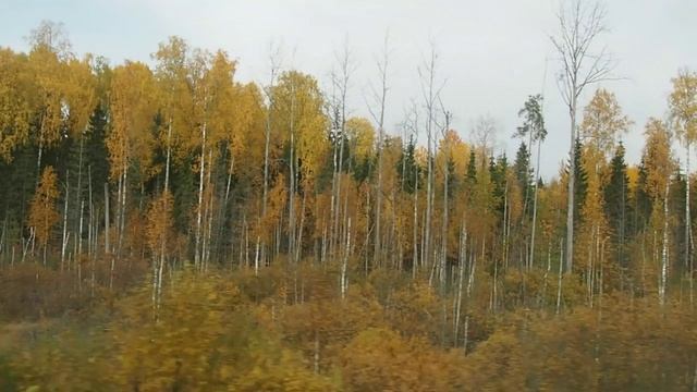 Галич - Шарья, вид из окна поезда (Транссибирская магистраль).