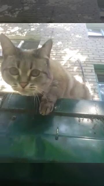 Киса разговорчивая _20250706_164549