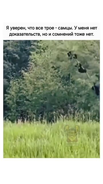 Три мишутки и берёза #медведь