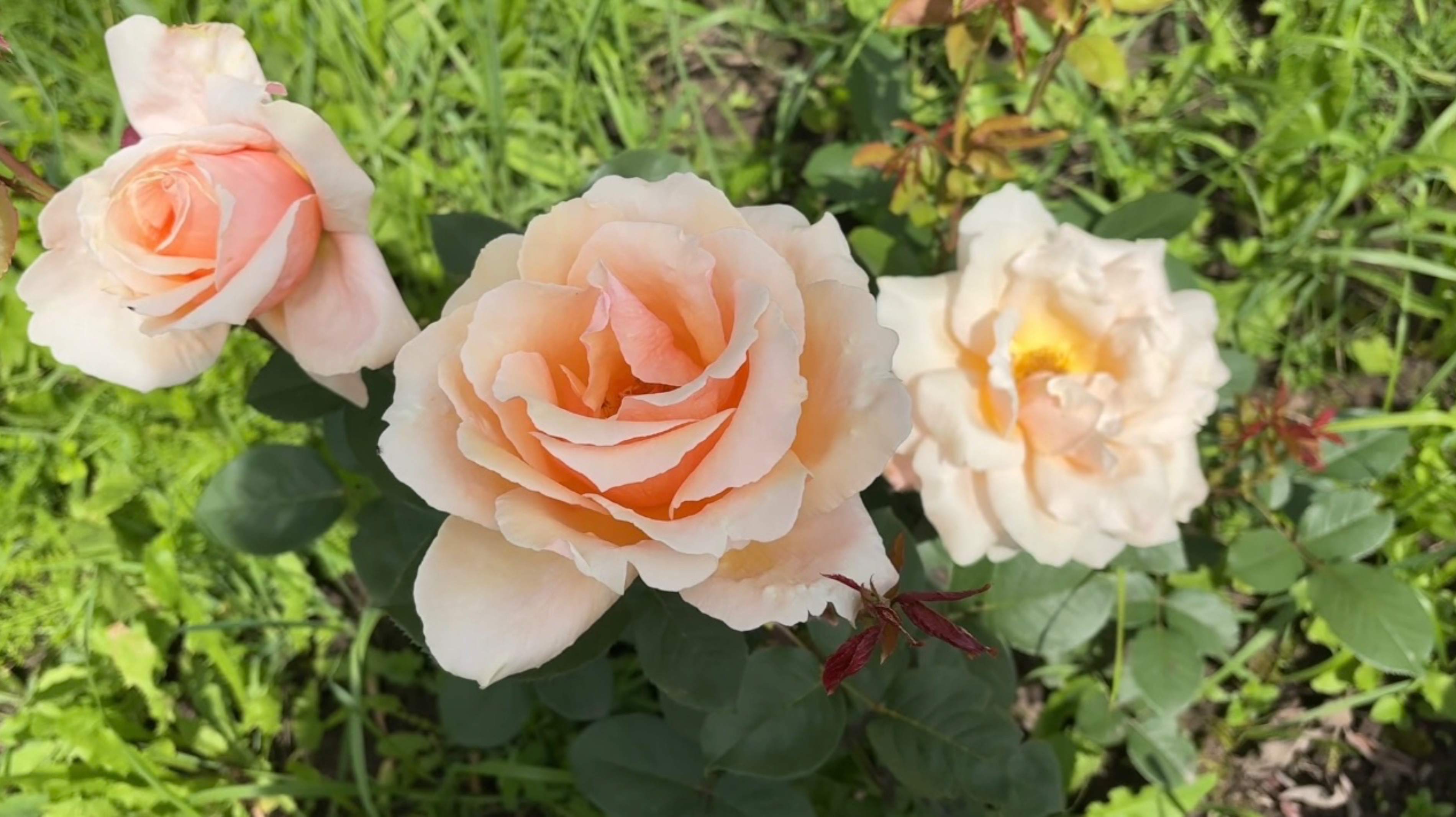 ДАЧА 06.07.25 РАСЦВЕЛИ РОЗЫ