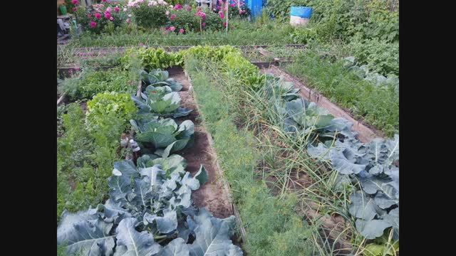 2069.  Капуста в июле.