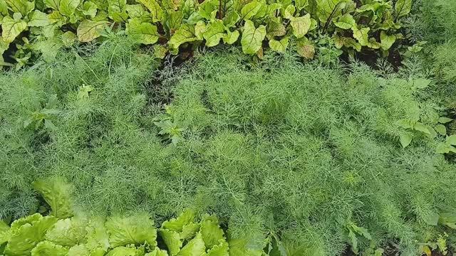 А Вы знаете ,что УКРОП......?