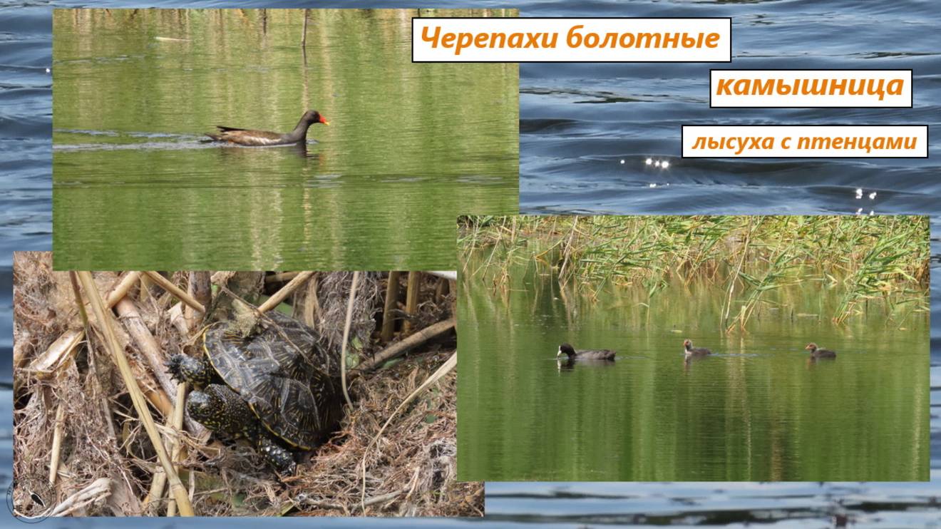 Черепахи на отмелях и в воде. Камышницы, лысуха с птенцами. Июль 2025