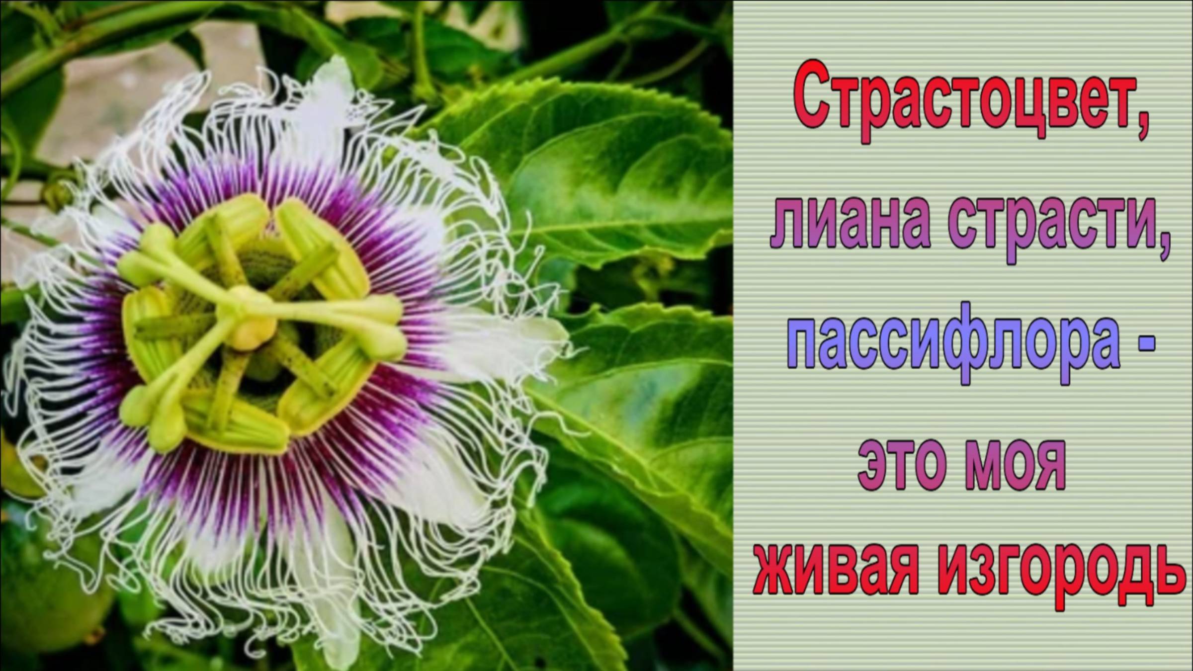 Живая изгородь пассифлора, лиана страсти