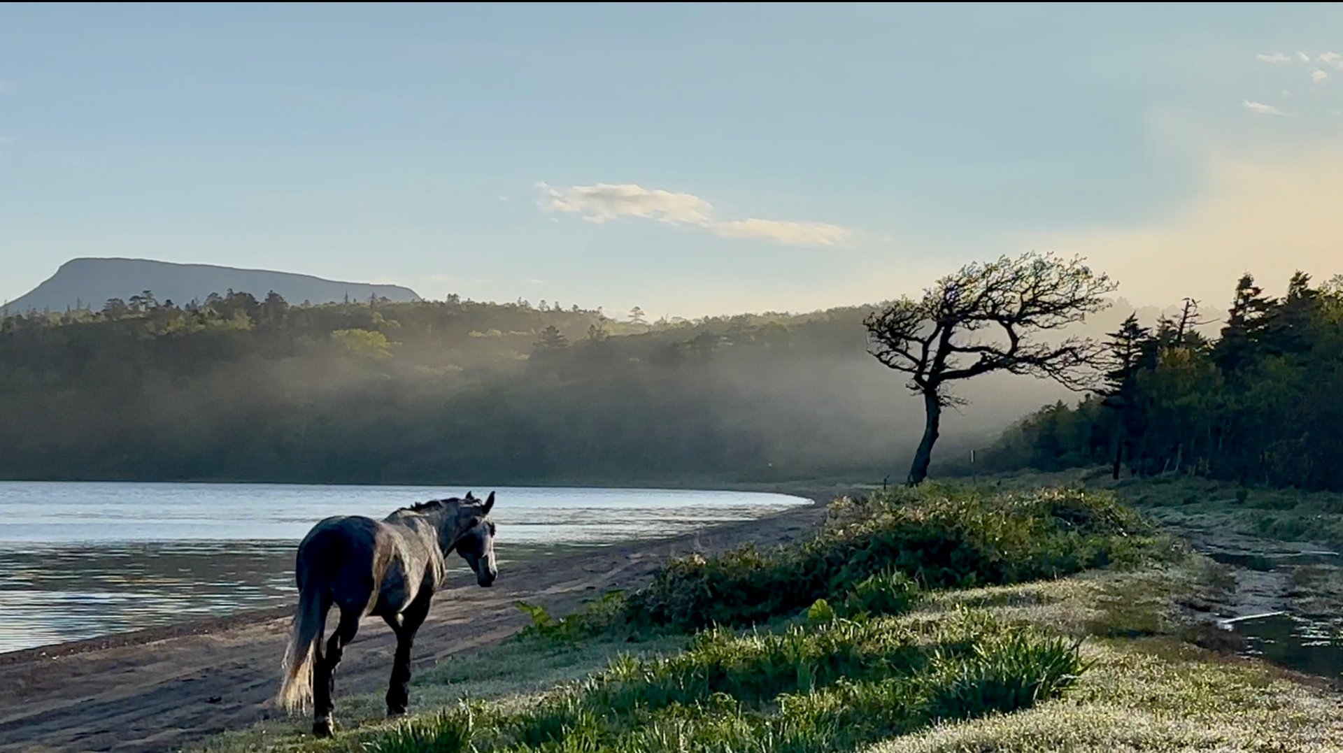 Озеро Лагунное «танцующий лес» на рассвете  День 11.остров Кунашир Курильские острова 05.06.25