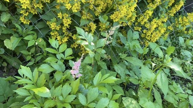 Шишки собираем и в горшок кладём, что цветёт, растёт в начале июля 2025