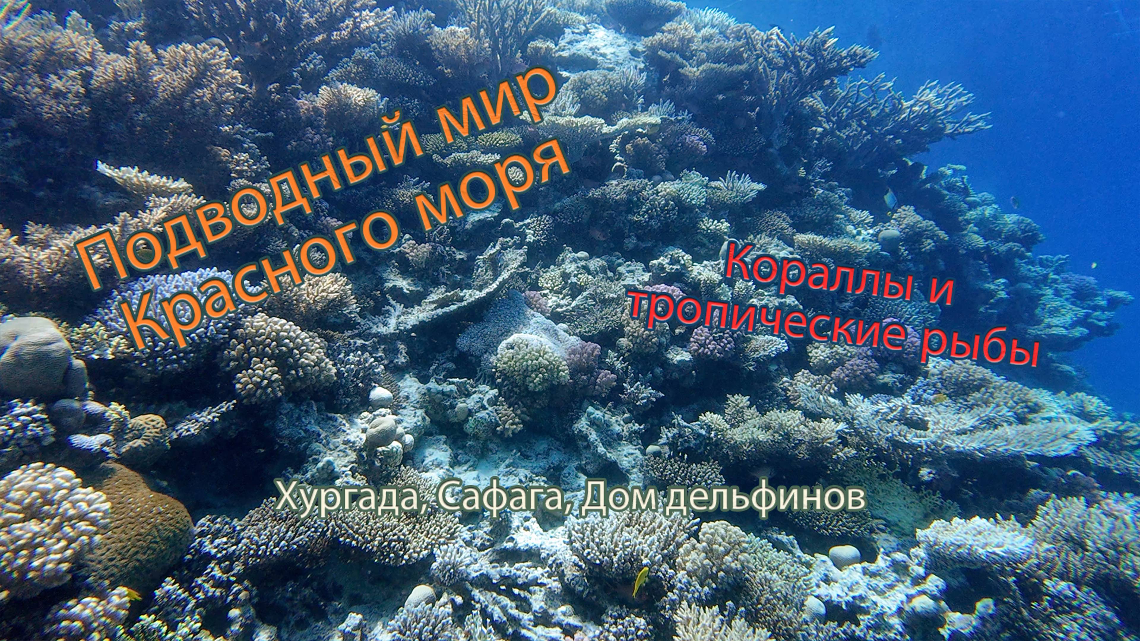 Подводный Мир Красного Моря. Хургада, Сафага, Дом дельфинов