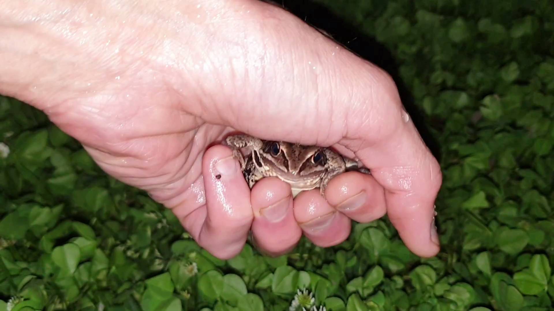 Ночной сюрприз!