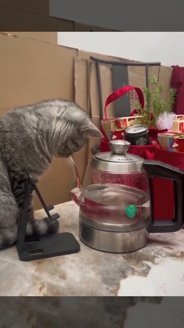 Почему бы не потратить на это занятие весь день? #кошки