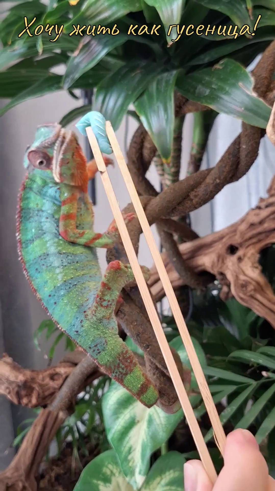 Хочу жить как гусеница!🙂 #шутка #юмор #хамелеон