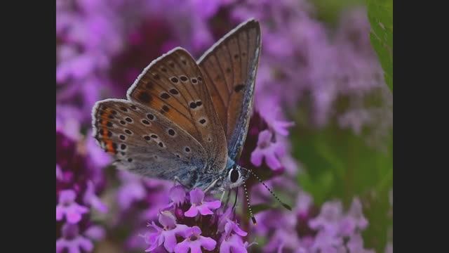 Фотографируем бабочек. Много разных красивых бабочек.