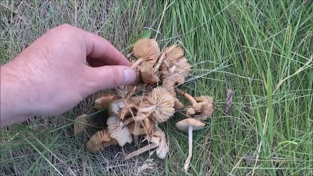 когда и где растут опята! показываю и объясняю!