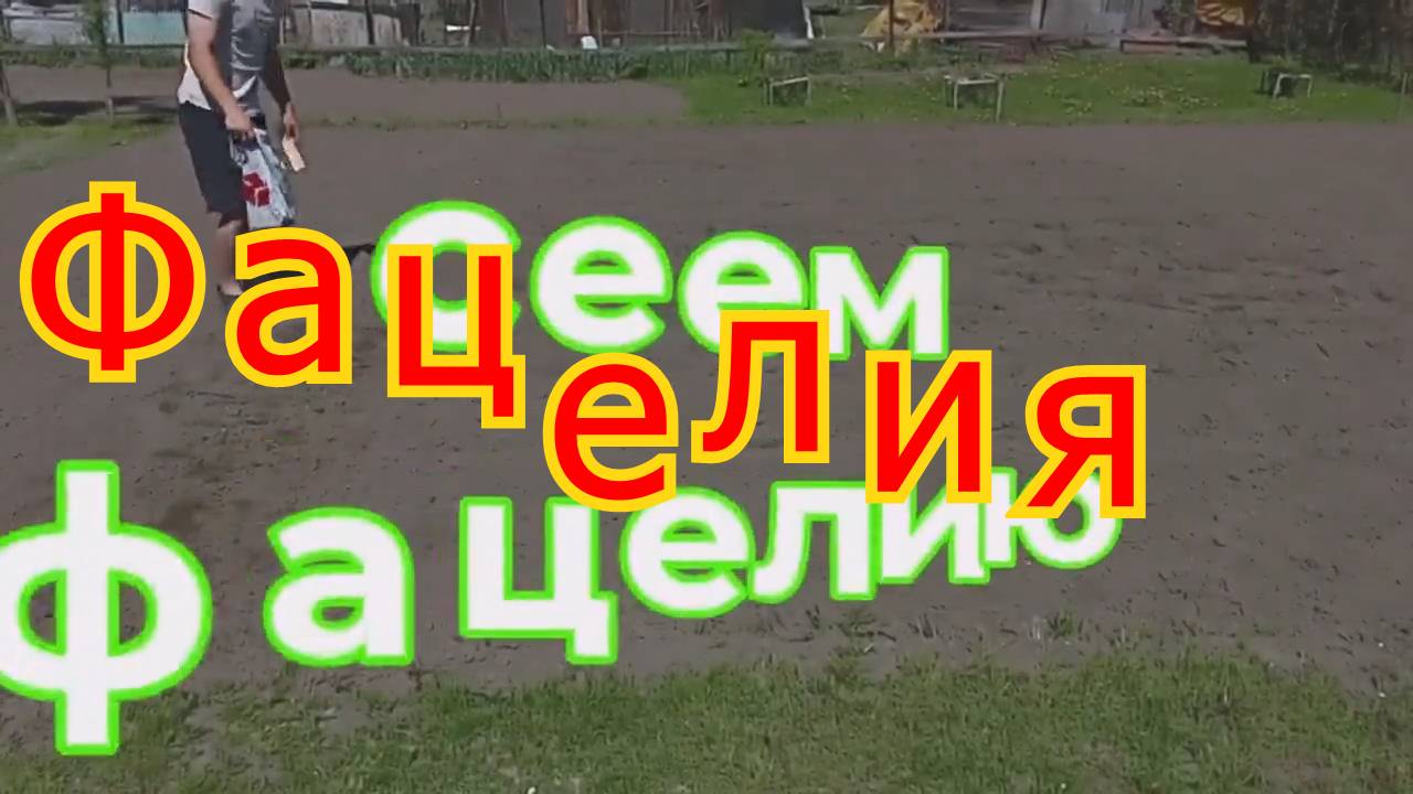 Фацелия  🌼🌷🌻