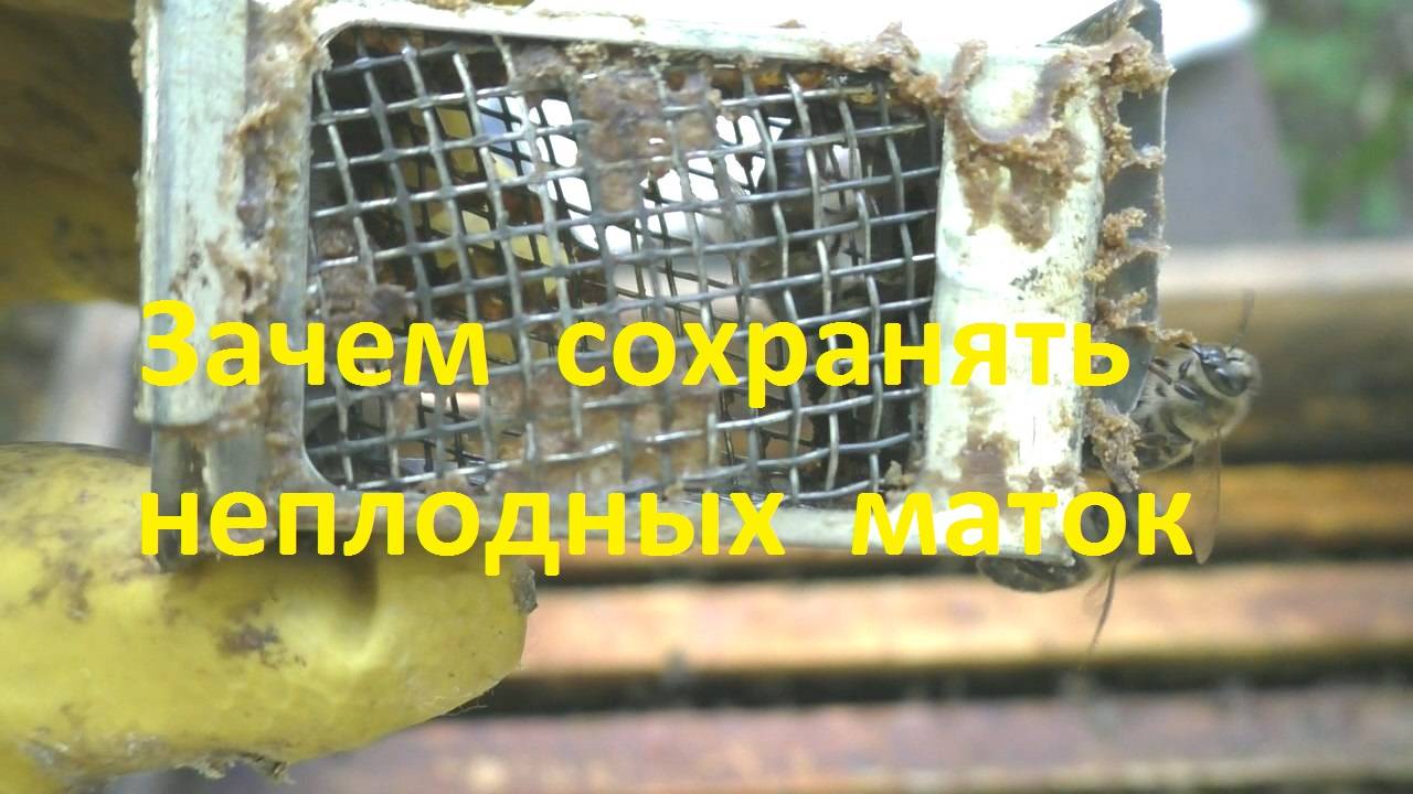 Неплодных маток временно можно сохрангить так
