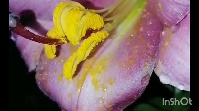 Лилии после дождя. Красивая музыка