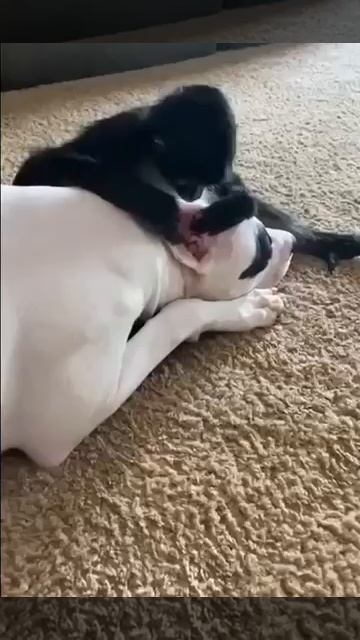 Любви и нежности в ленту #обезьяна #собака