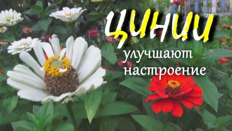 Не перестаю любоваться своими цинниями 🌺  #videovikа #настроение