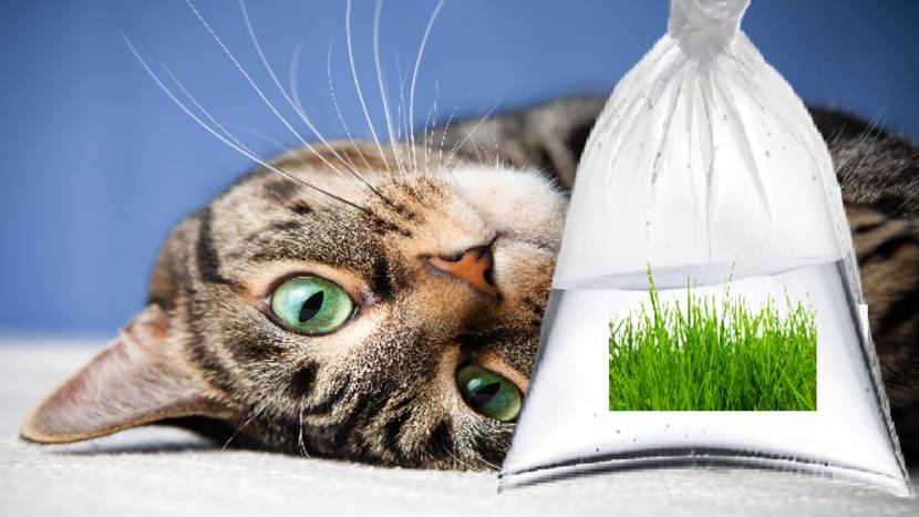 Водо-антистресс с травами из пакета!