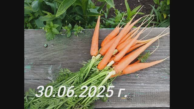 2064.  Морковь, что срочно делаем в июне?