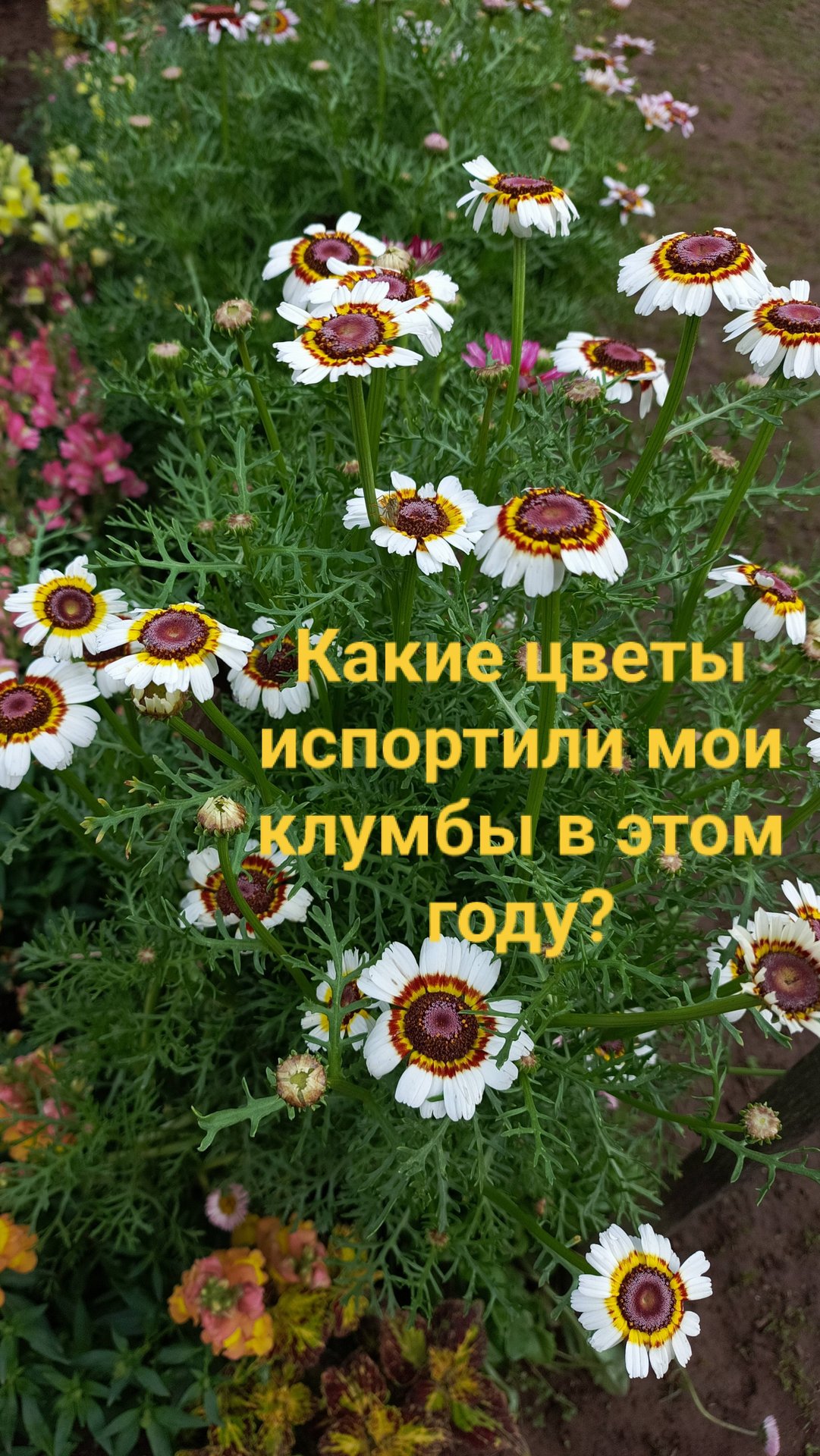 Разочарования на клумбах этого года - обязательно посмотрите