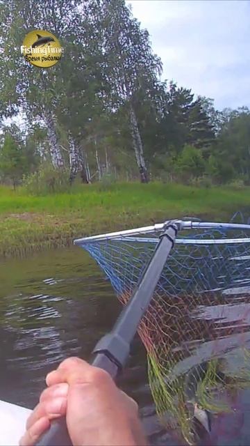 Заход щуки в подсак кульбитом.