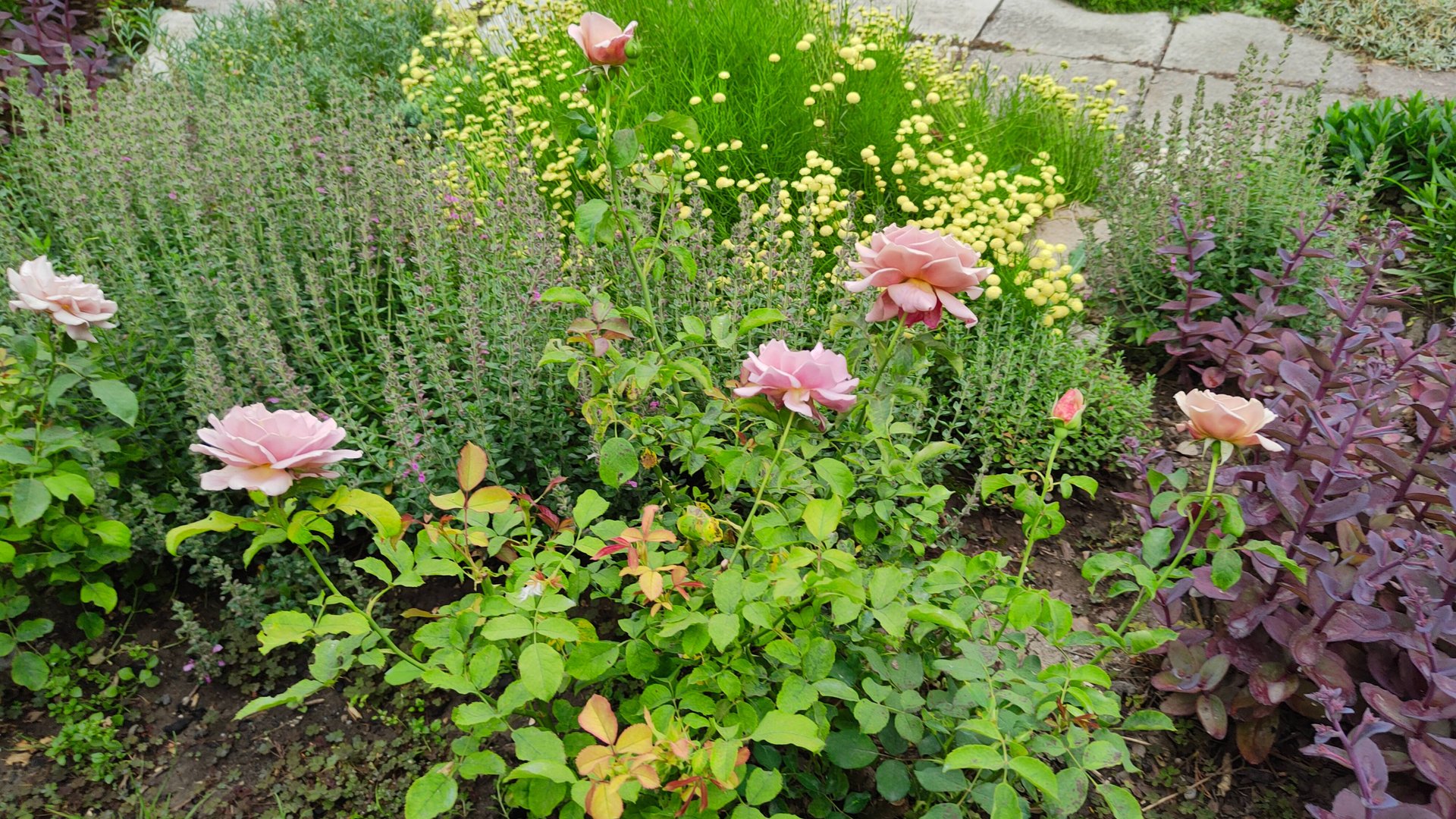 Высадила покупки, цветник в фундаменте, Коко локо и сантолина, зацвела гипсофила. Сад 05.07.2025 г.