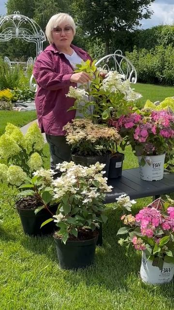 Облако белоснежных звезд - гортензия Грейт Стар