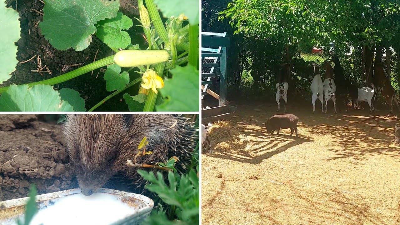 Огородный 🤦_♀️ обзор 😁. Что-то растет 😃, а что-то нет 🤷_♀️. Ежика 🦔 спасла. Деревенская жизнь 😉👩