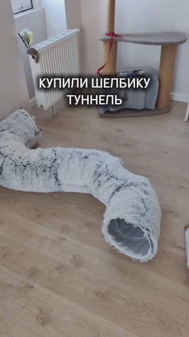 Приколы с котами. Смешное видео.