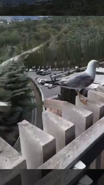 Чайки угорают над неуклюжем сородичем