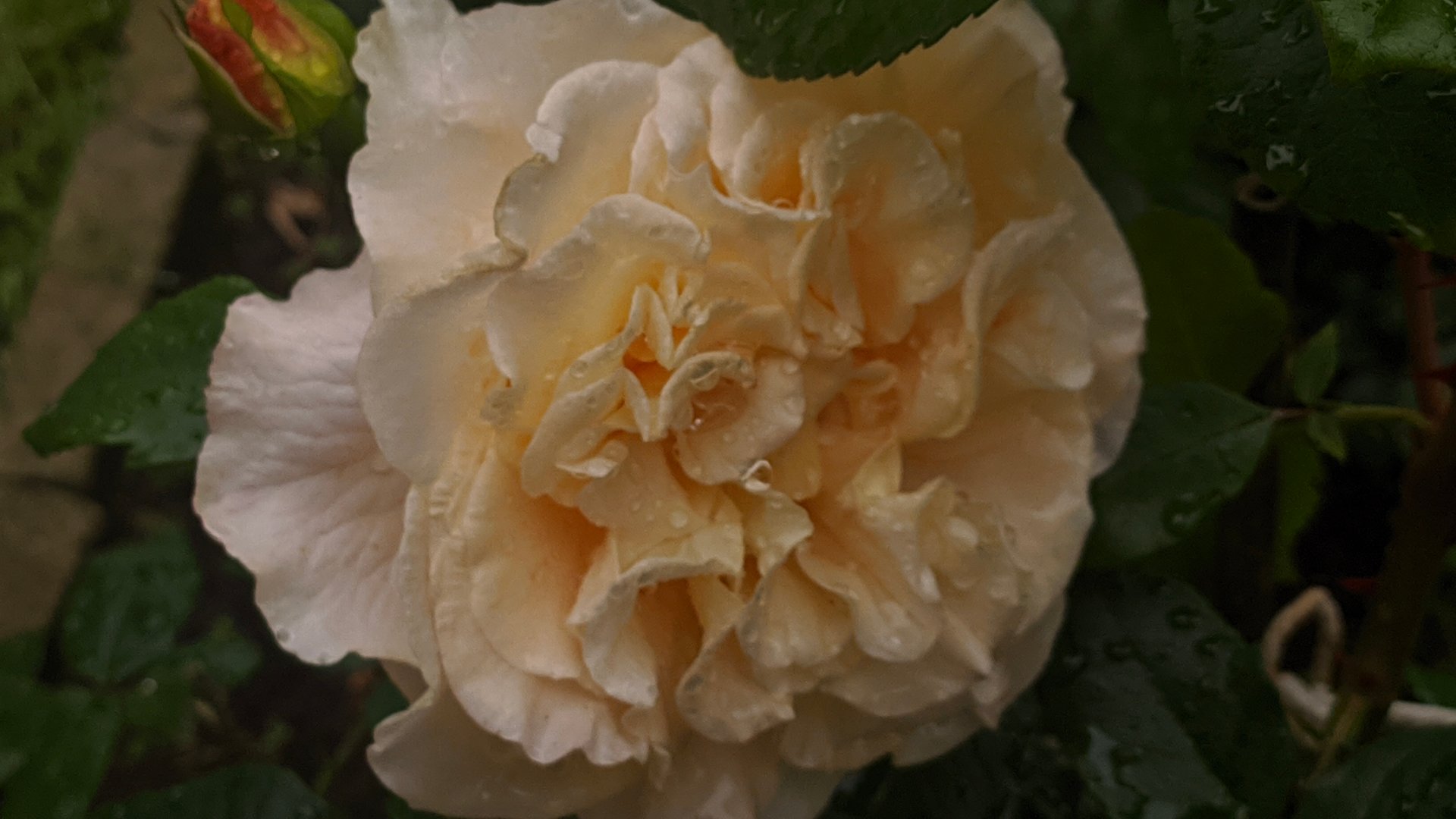 Розы. Сорт Мисс Файн