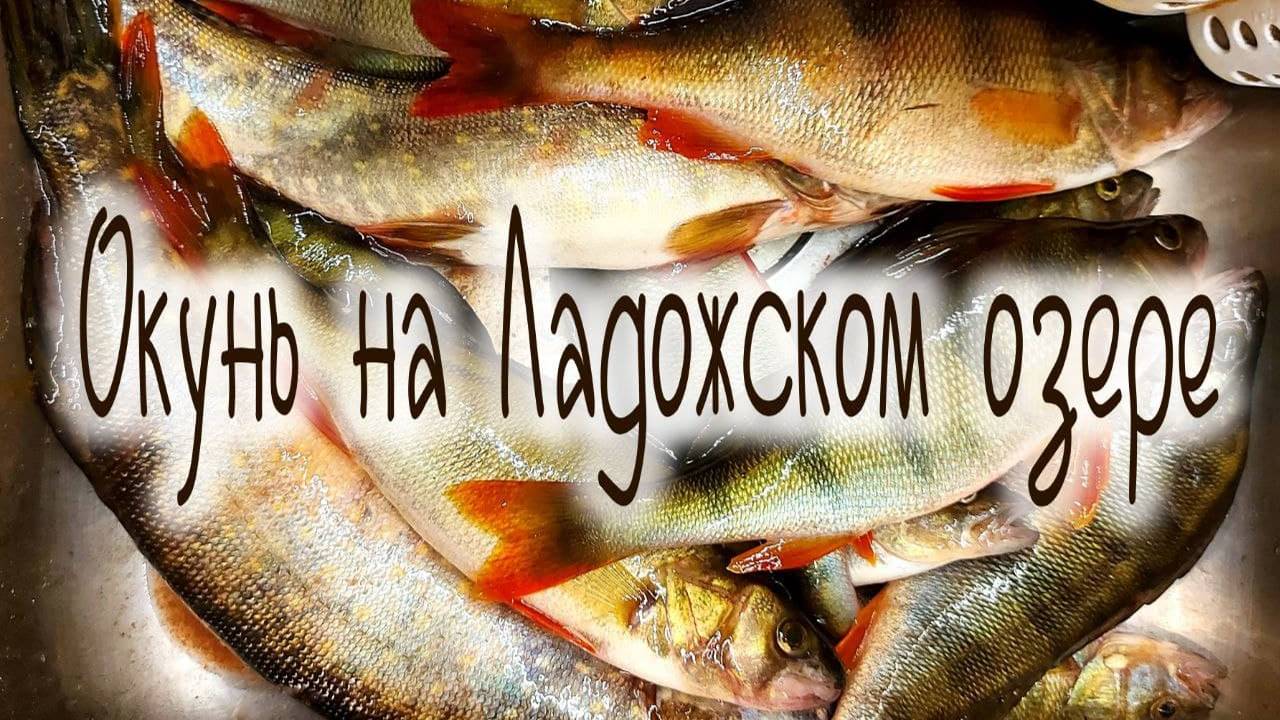 Рыбалка на Ладоге, окунь