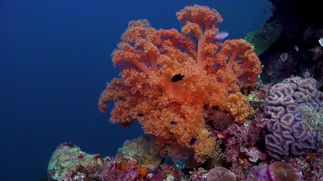 Музыка Моря .