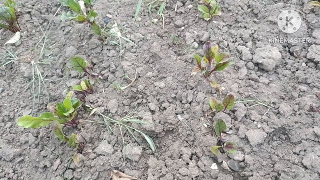 Огородные новости. Положительные результаты и минусы....