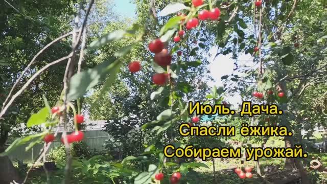 Дача: ремонт, урожай, спасение ежика