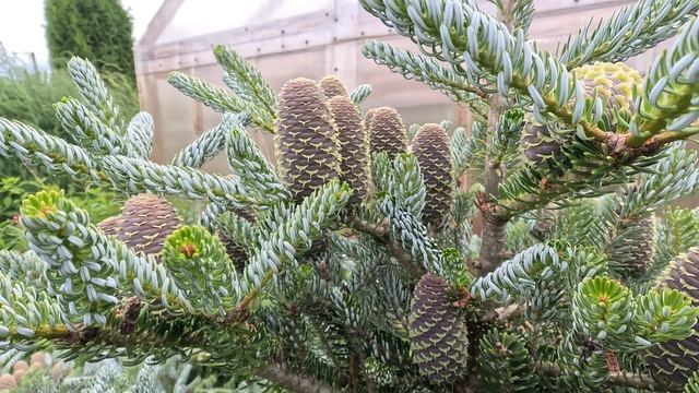 Пихта корейская Сильберлок