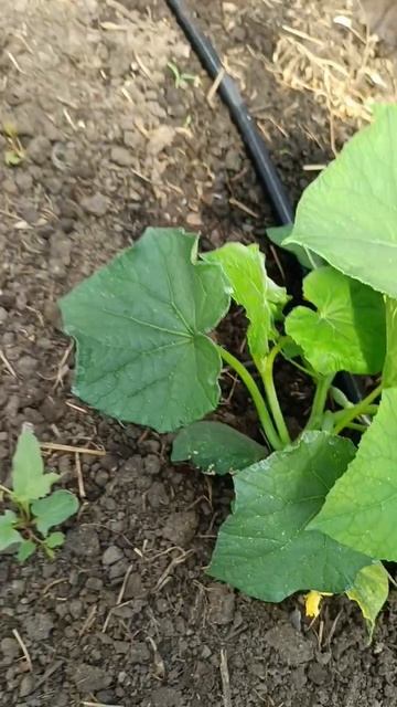 Из архива начало июня