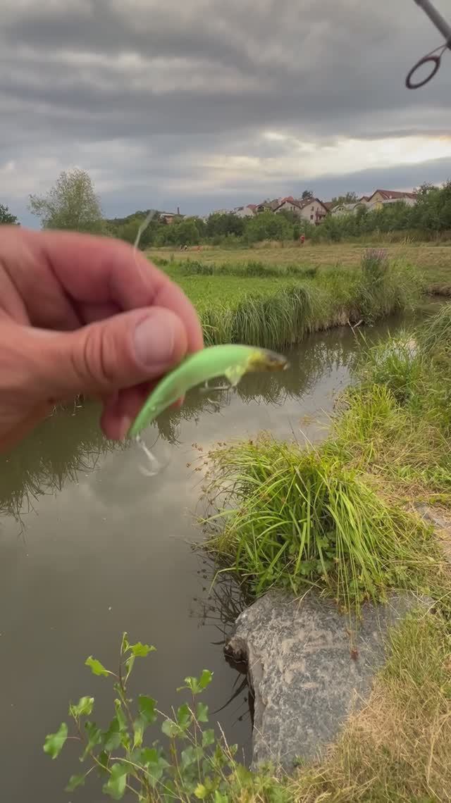 А я НЕ ВЕРИЛ в эту приманку….. ТОПВОТЕРЫ летом - это просто гарантия улова! Голавль на PikuPiku :)