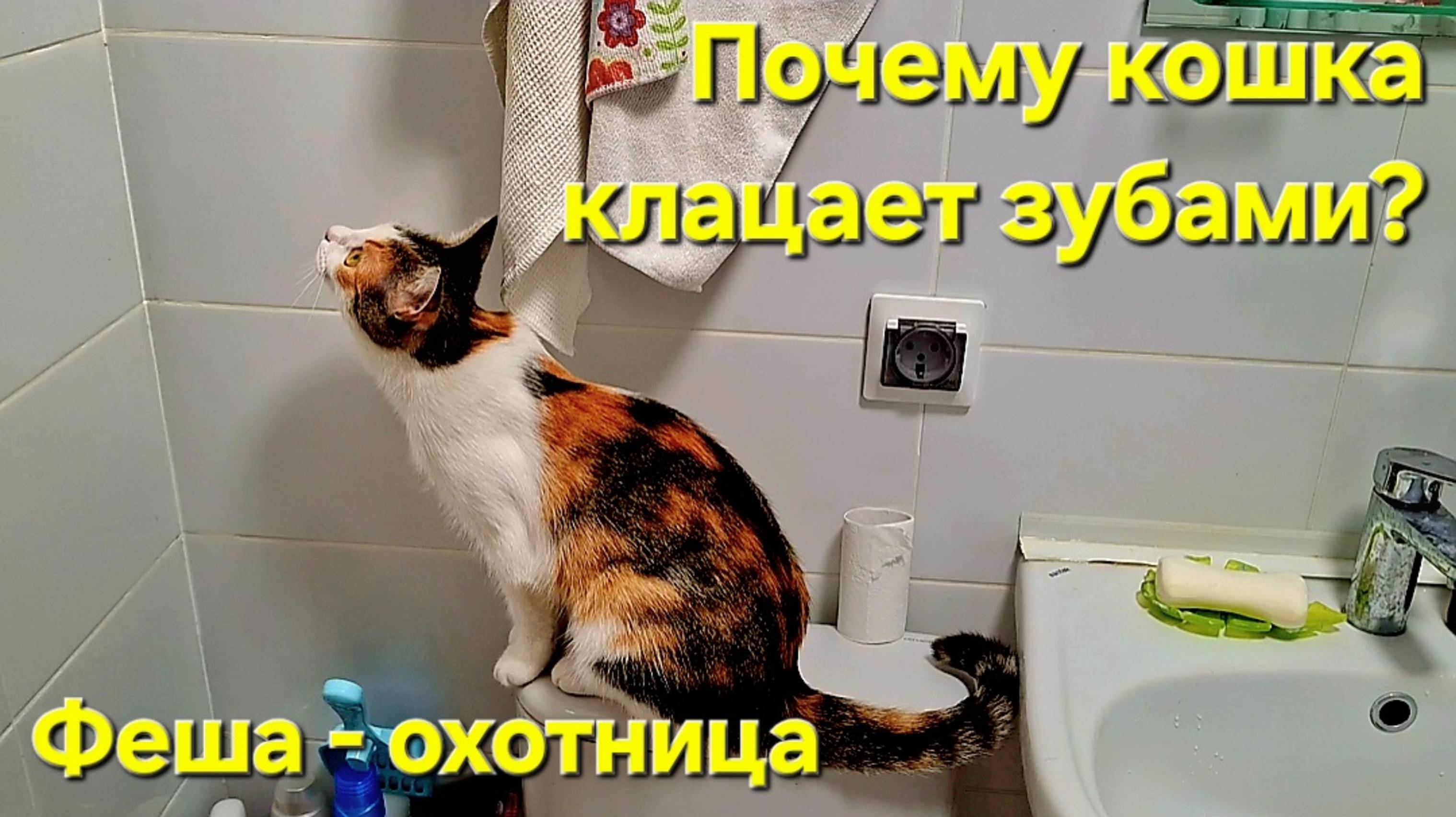 Феша - охотница / Почему кошки клацают зубами?