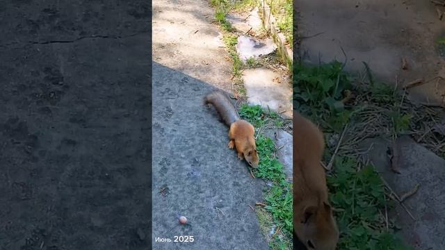 Моя дикая дружба с белкой