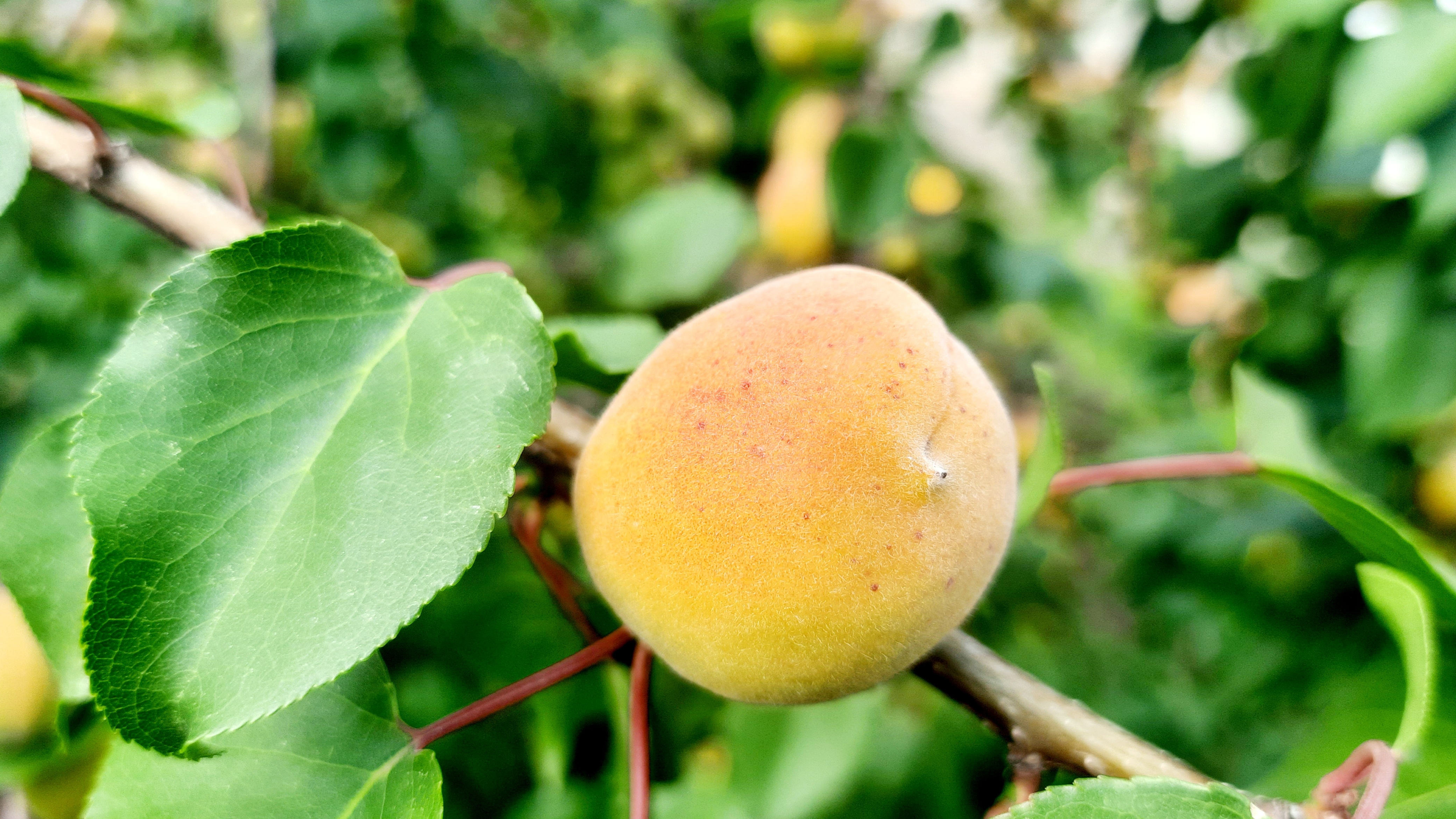 Незаметно созрели...🍑Едем в гости!🍒 "Пьяная" вишня🍷