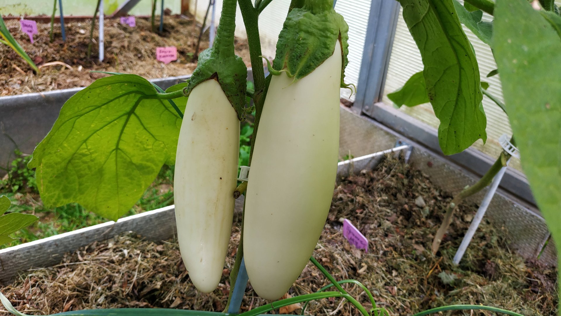 Удивительные зелёные, оранжевые, белые и фиолетовые баклажаны: первые поспевают!