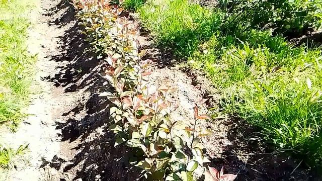 подвой для яблони 54 118, большой плюс для него не требуется опора как и для семенного.